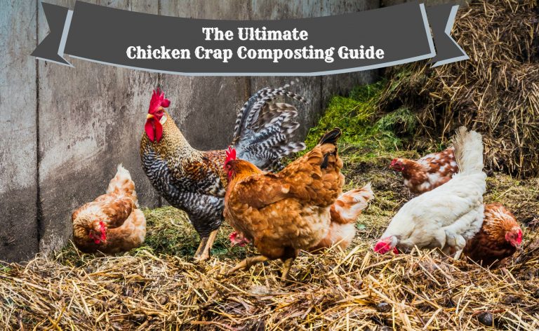 The Ultimate Chicken Crap Composting Guide | Ready Nutrition