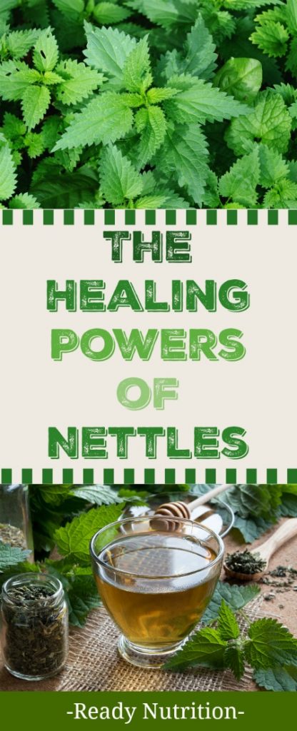 The Medicinal Power Of Nettles | Ready Nutrition
