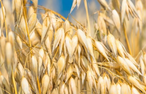 A Gardening Guide For Growing Hulless Oats | Ready Nutrition