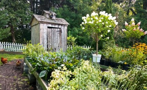 A Guide to Small-Scale Homesteading | Ready Nutrition